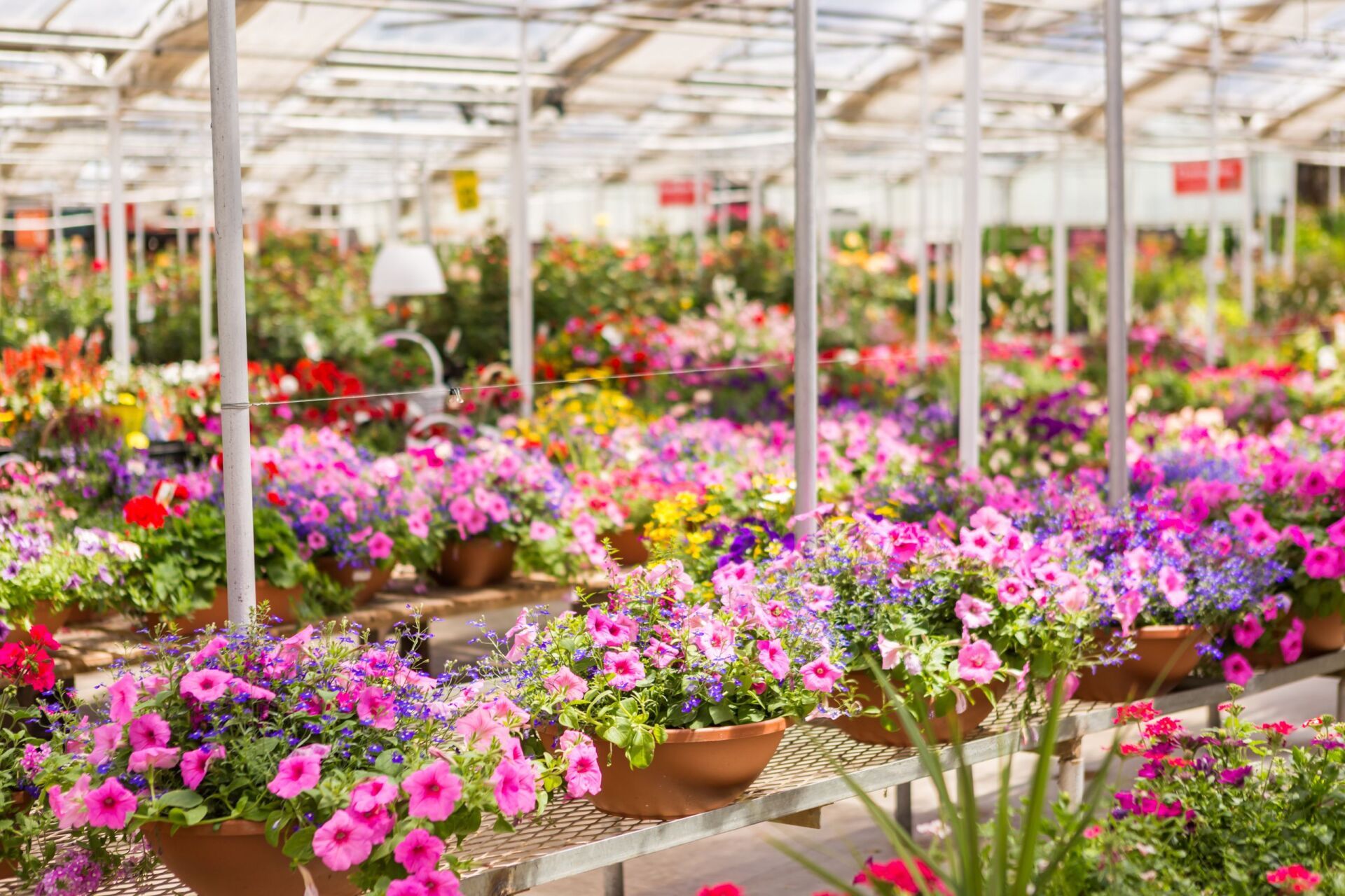 Pépinière à Rimouski | Les Serres Bernier