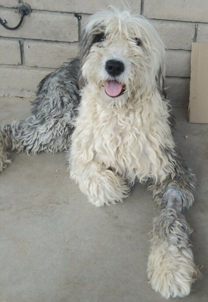 Available Dogs