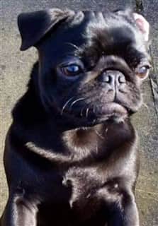 What Can I Do To Relieve Itching In My Pug