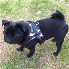 Pug Dog Colors | Complete Pug Color Guide