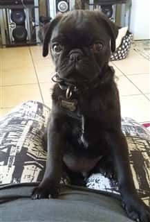 Pug Dog Itching Problems