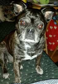 Are Brindle Pugs Purebred