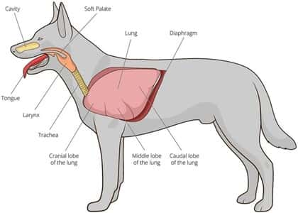 Pug Dog Breathing Problems | Panting | Information Center