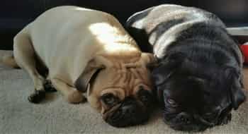 Pug Dog Colors | Complete Pug Color Guide