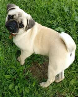 What Colour Pug Should I Get