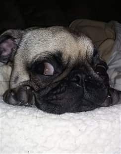 Pug Dog Allergies | Pug Information Center