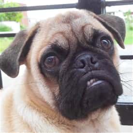 Pug Wrinkles | Infection | Cleaning | Pug Dog Information Center