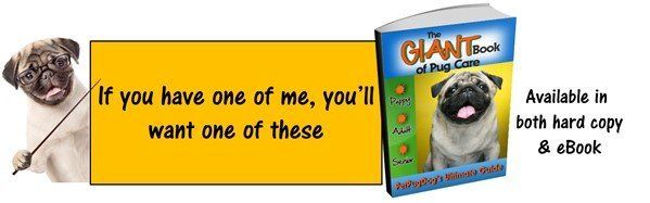 Pug Age | Growth Chart | Puppy and Adult