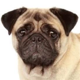 Pug Dog Ears | Care, Cleaning and Problems