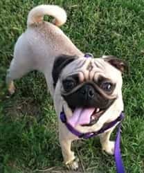 What Colour Pug Should I Get