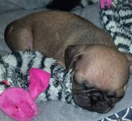 What Colour Pug Should I Get