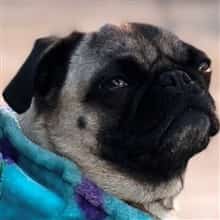 Pug Dog Colors | Complete Pug Color Guide