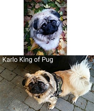 The Long Haired Pug | Pug Dog Information Center