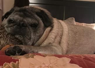 Pug Dog Colors | Complete Pug Color Guide