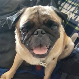 Pug Wrinkles | Infection | Cleaning | Pug Dog Information Center