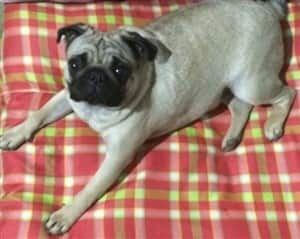 Pug Dog Colors | Complete Pug Color Guide