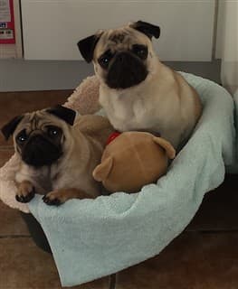 Pug Dog Itching Problems