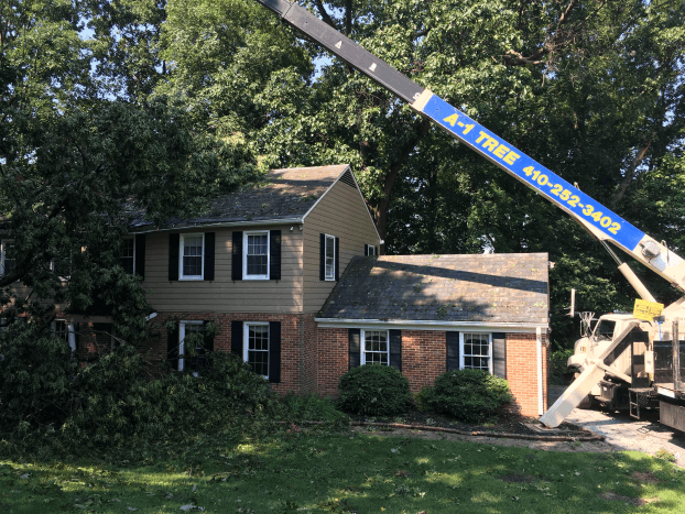 Baltimore’s tree service experts