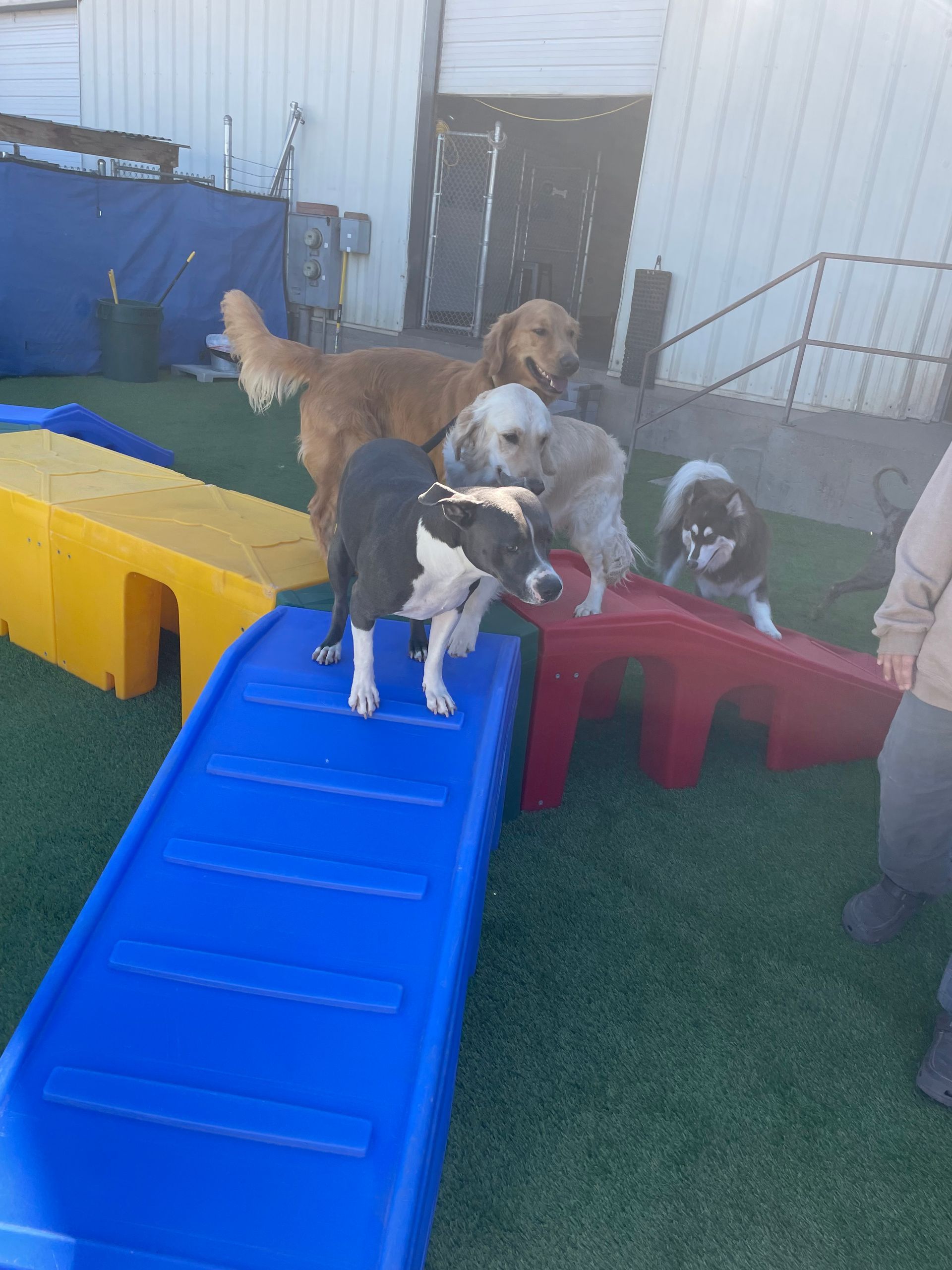 Gallery | Wags and Whiskers Pet Resort