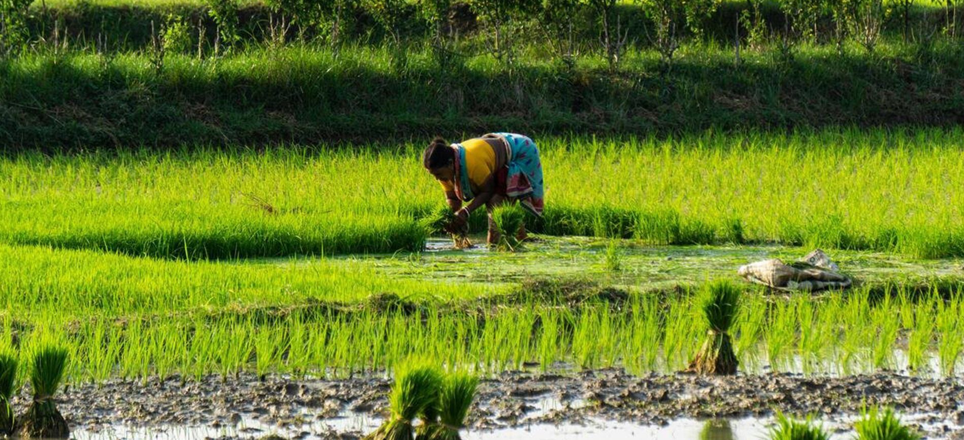 India Fertilizer Market 2025 Outlook | Green Gubre Group