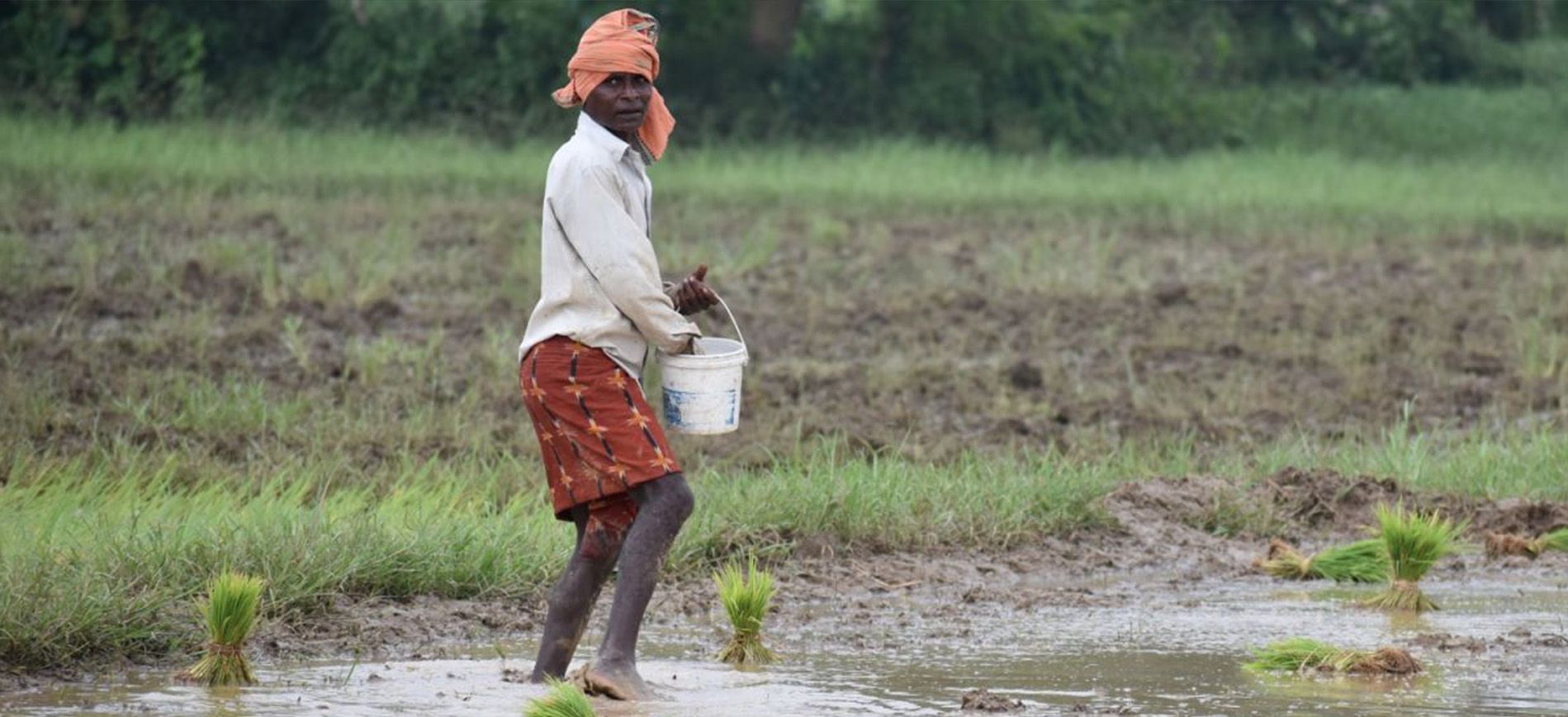 Boosting Crop Yields with NPK Fertilizers | Green Gubre Group