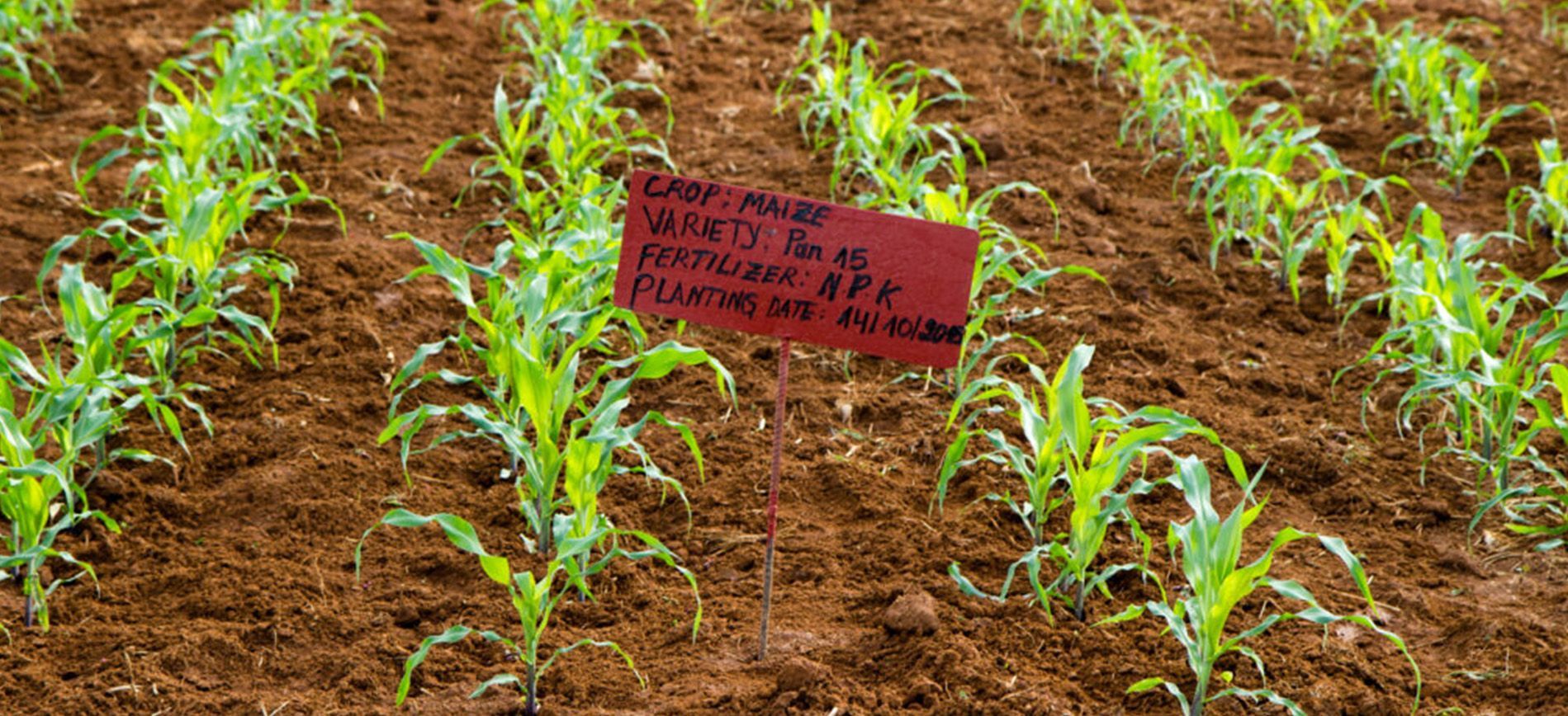 Crop-Specific Fertilizers for Higher Yields | Green Gubre Group