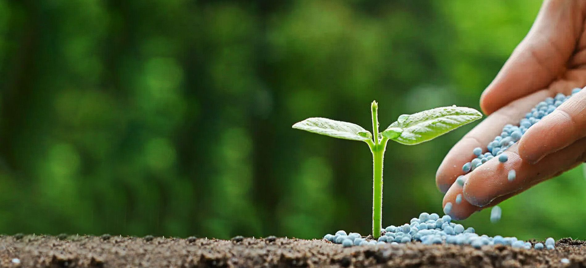 How to Maximize Crop Yields with Urea | Green Gubre Group