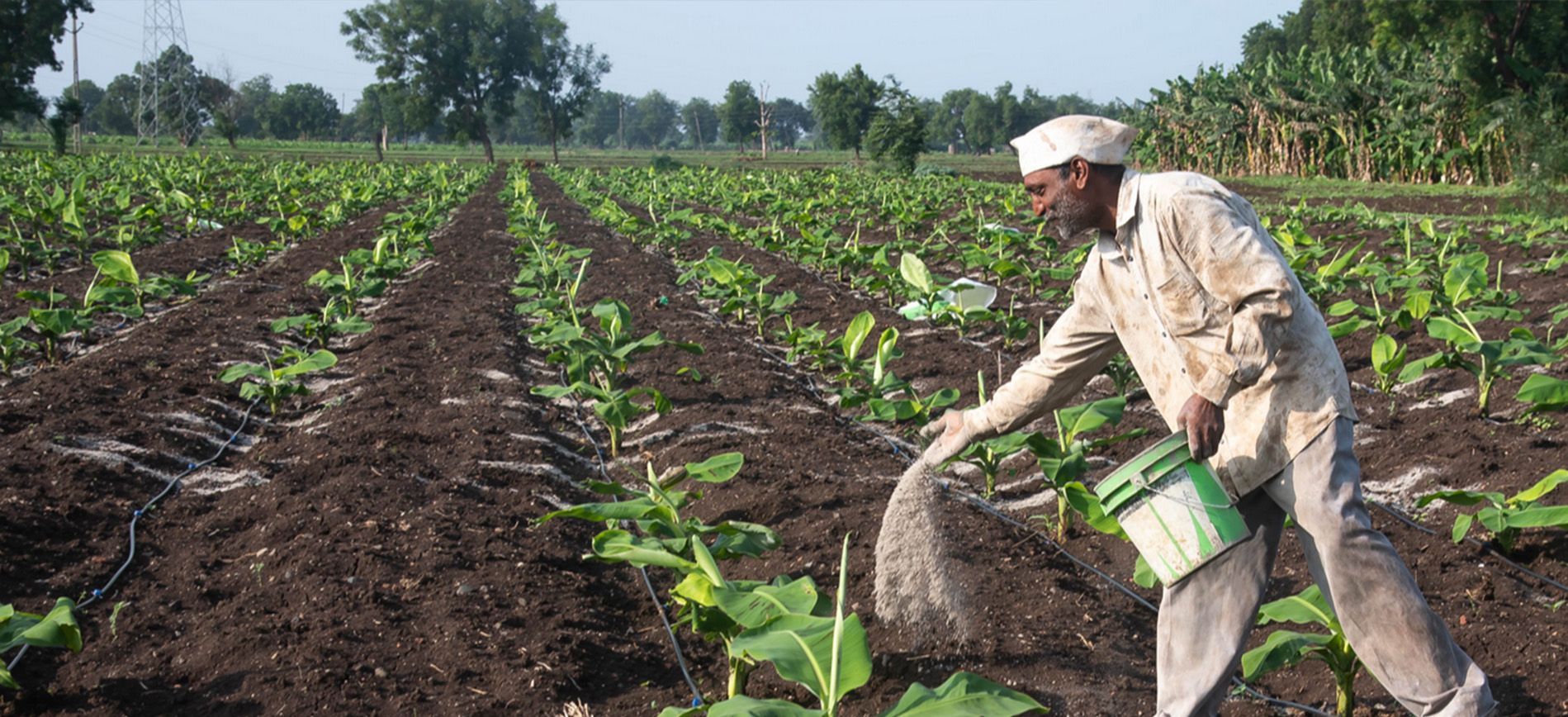Maximizing Crop Yields with Urea Fertilizer | Green Gubre Group