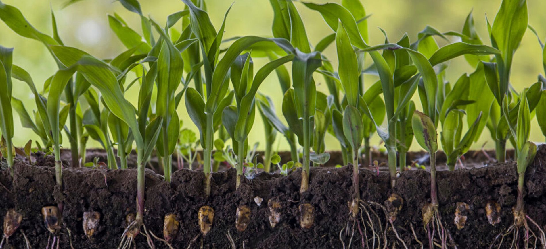 Sustainable Farming with Urea | Green Gubre group