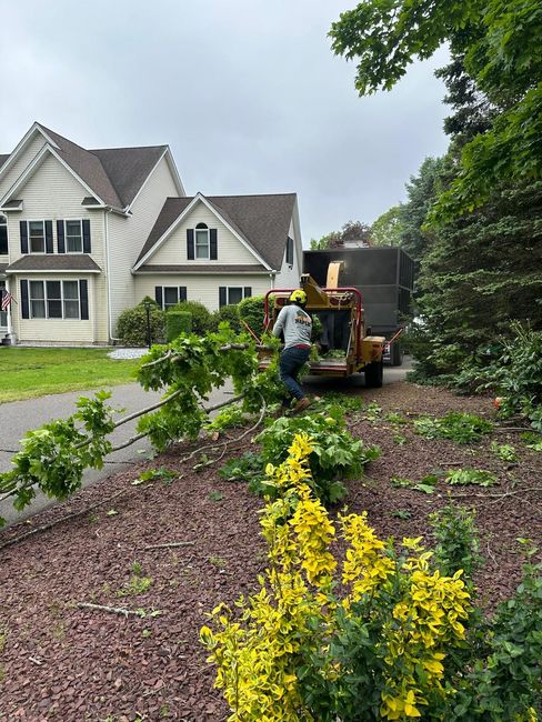 Maple Tree Service And Landscaping | Professional Landscaping And Tree Care