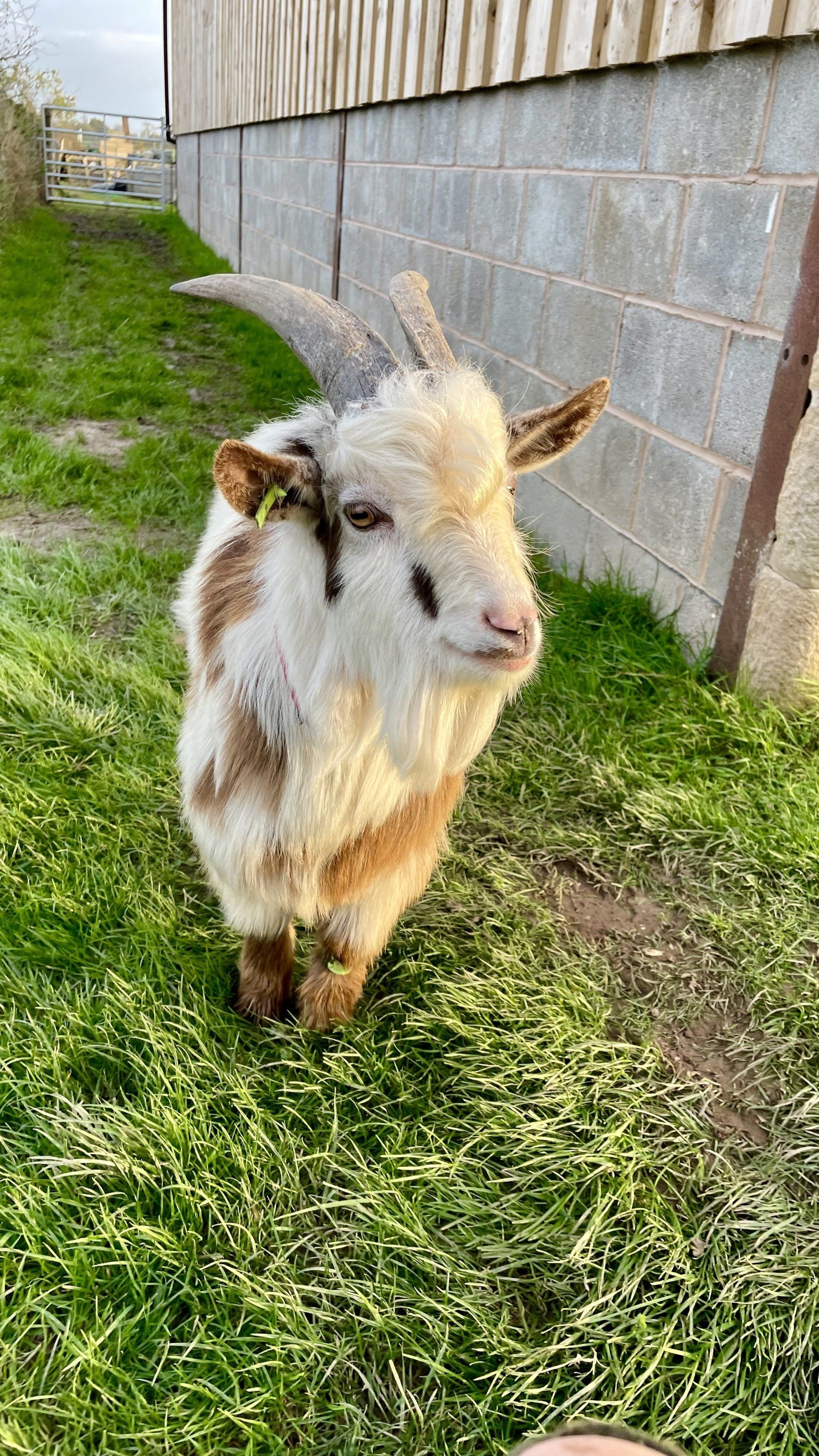 British Dwarf Dairt Goat Society