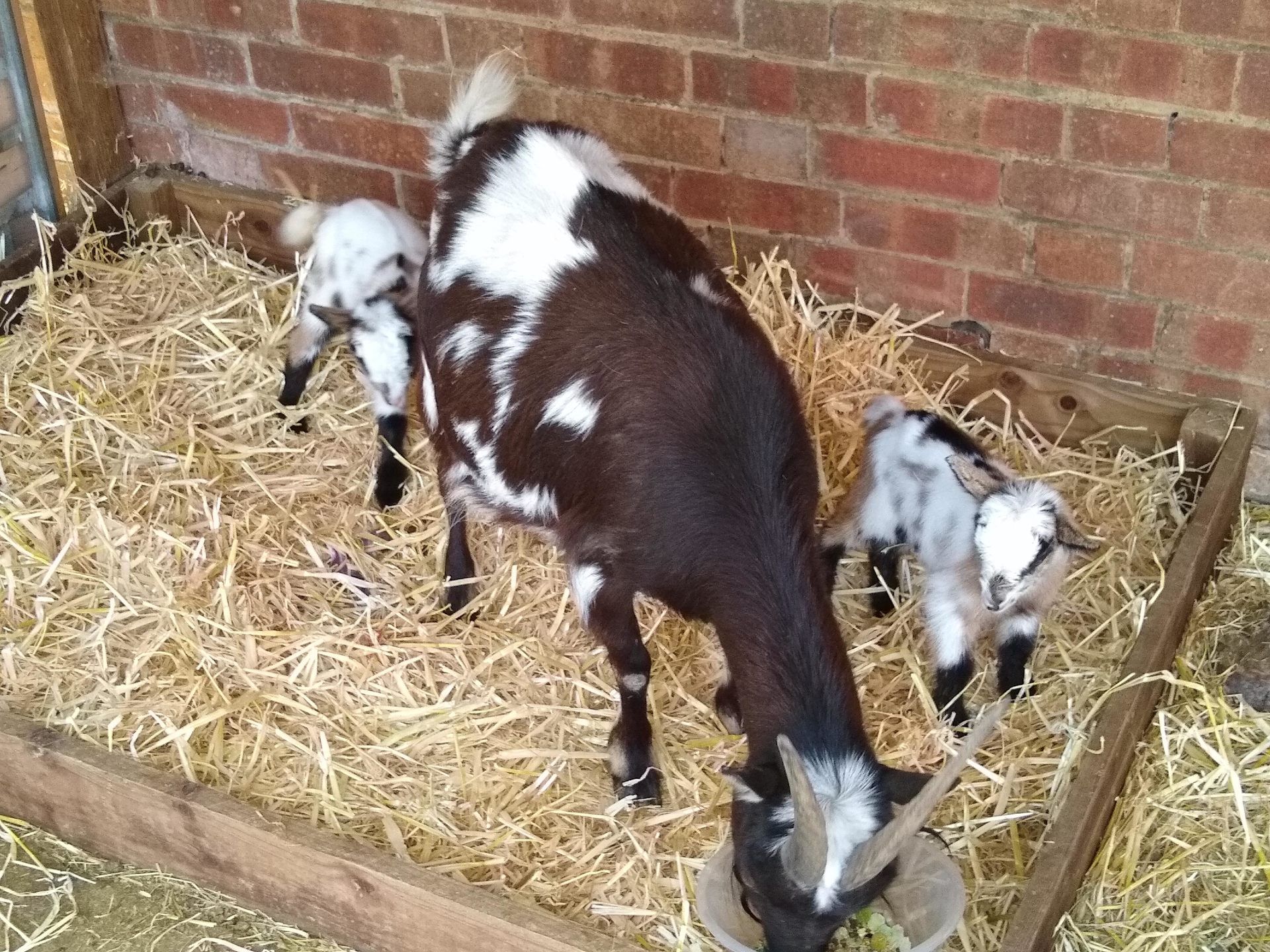 British Dwarf Dairy Goat Society
