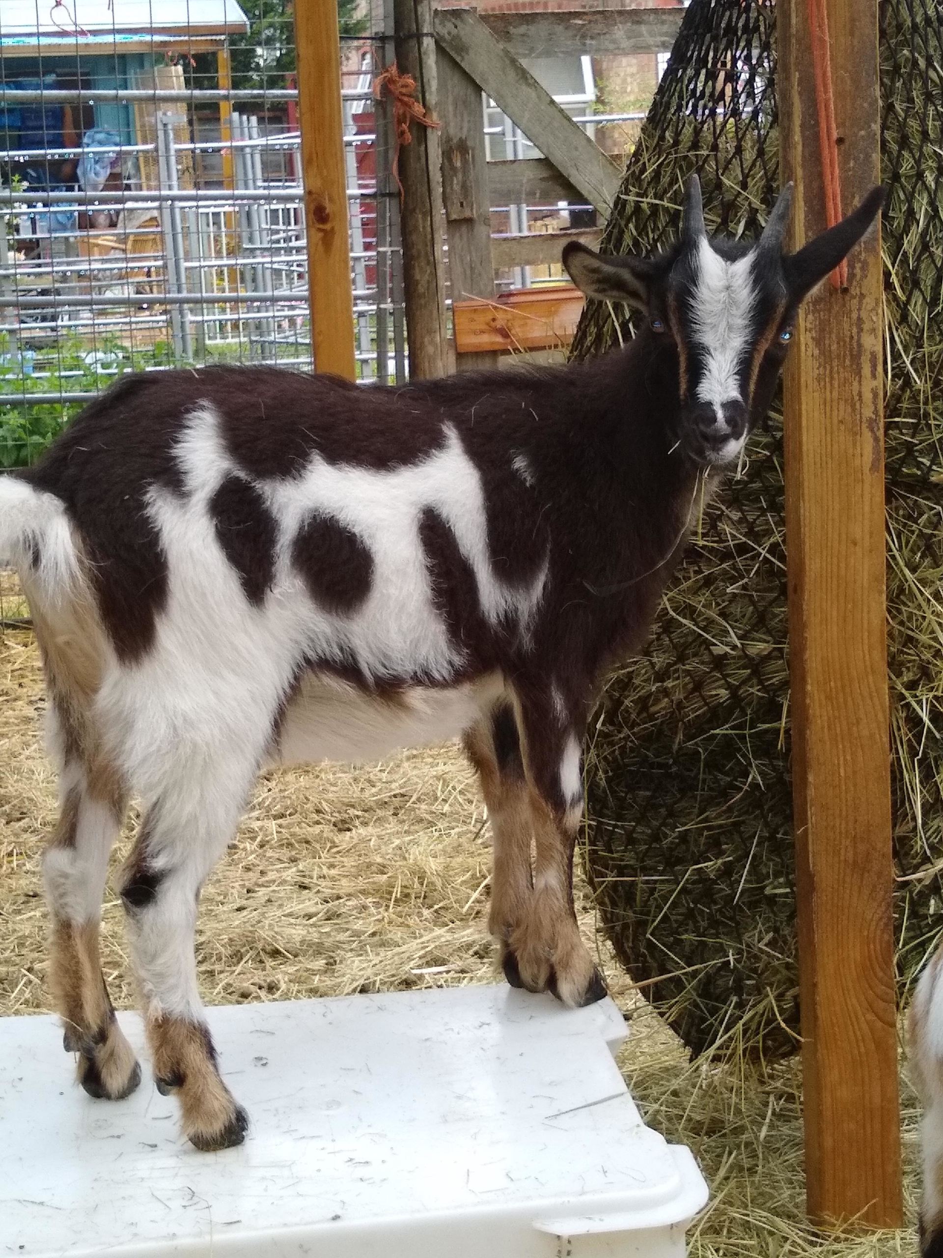British Dwarf Dairy Goat Society