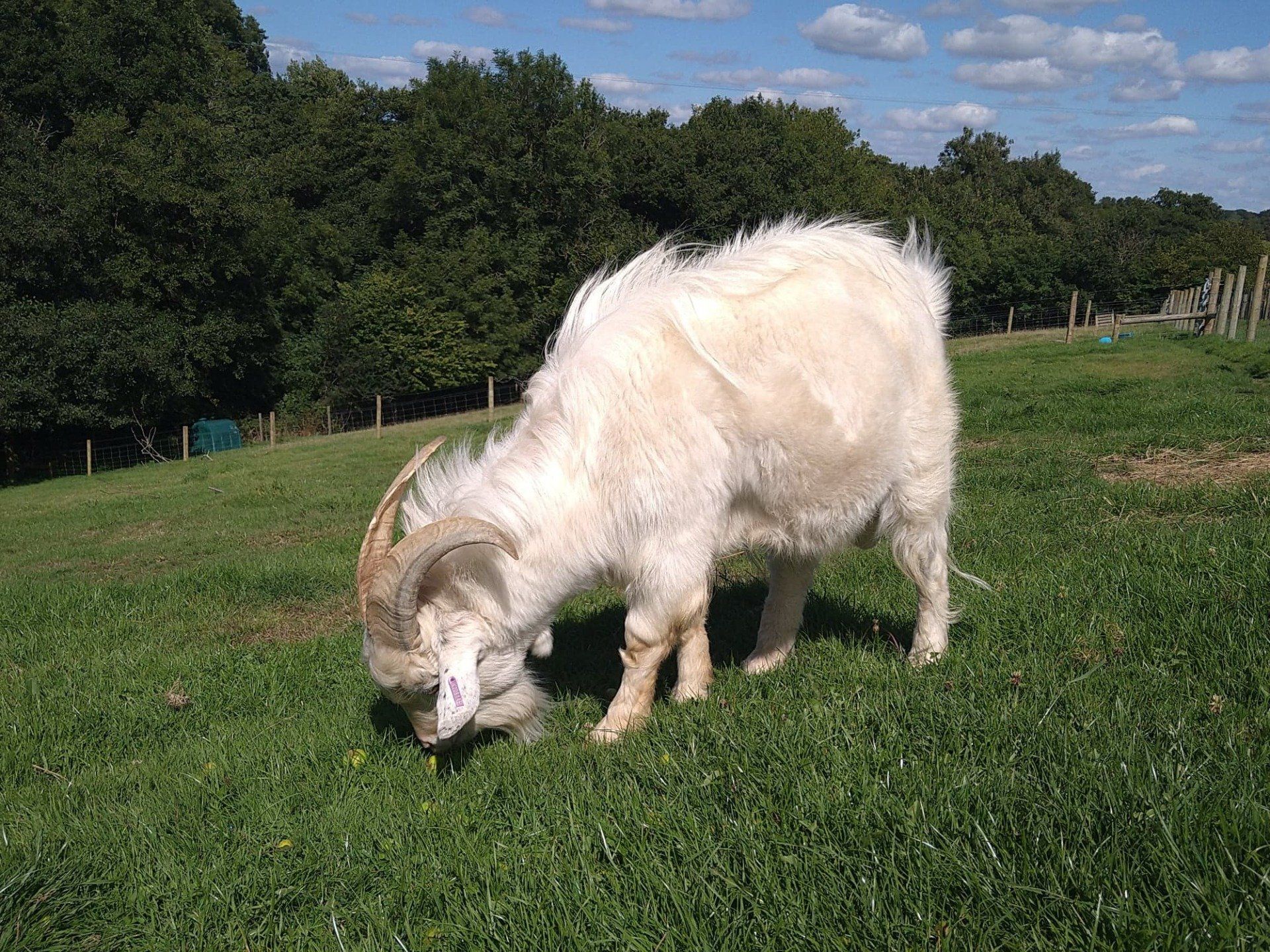 British Dwarf Dairt Goat Society