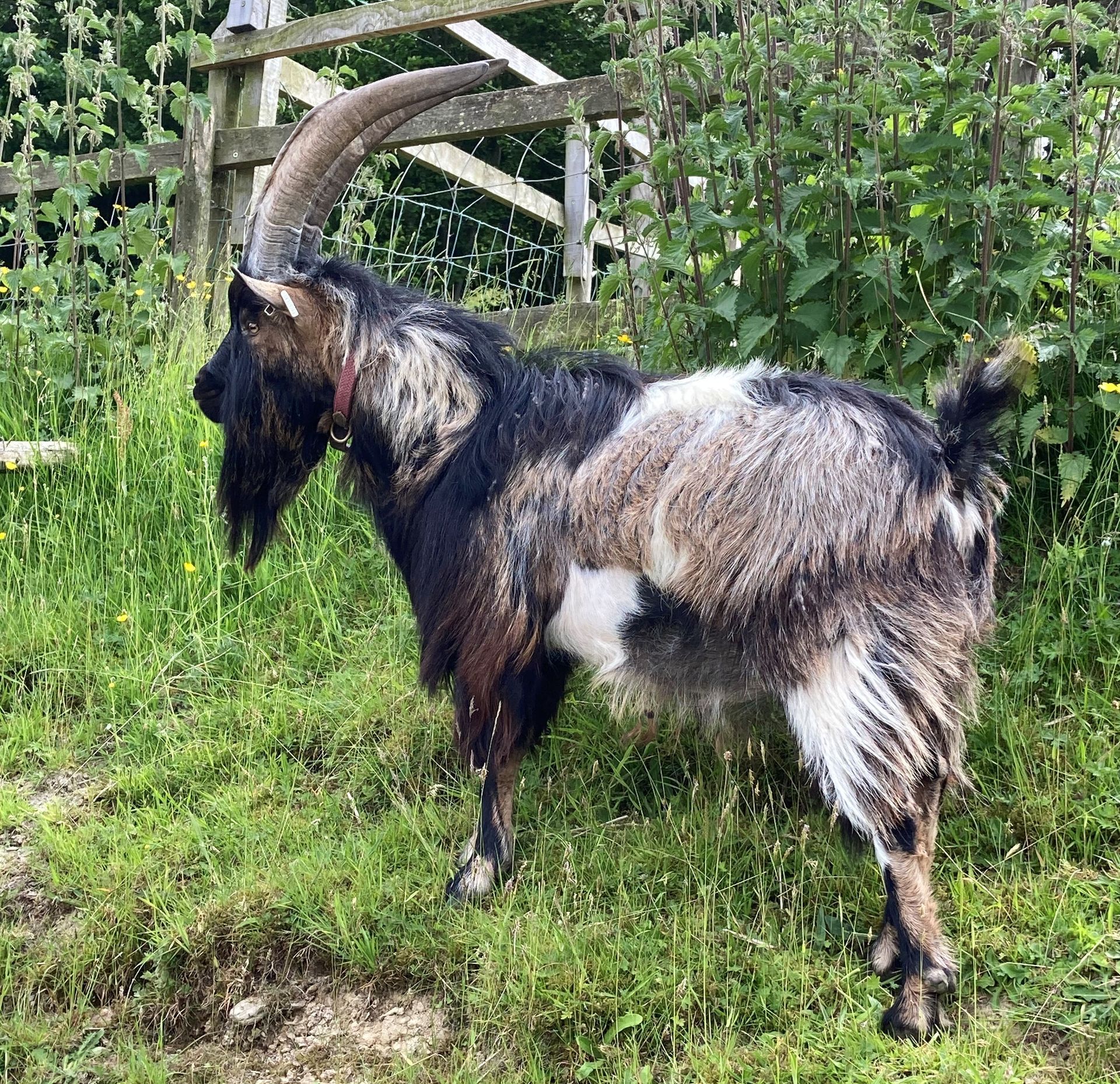 British Dwarf Dairt Goat Society