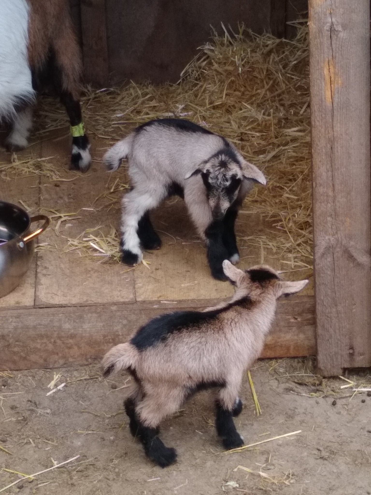 British Dwarf Dairy Goat Society