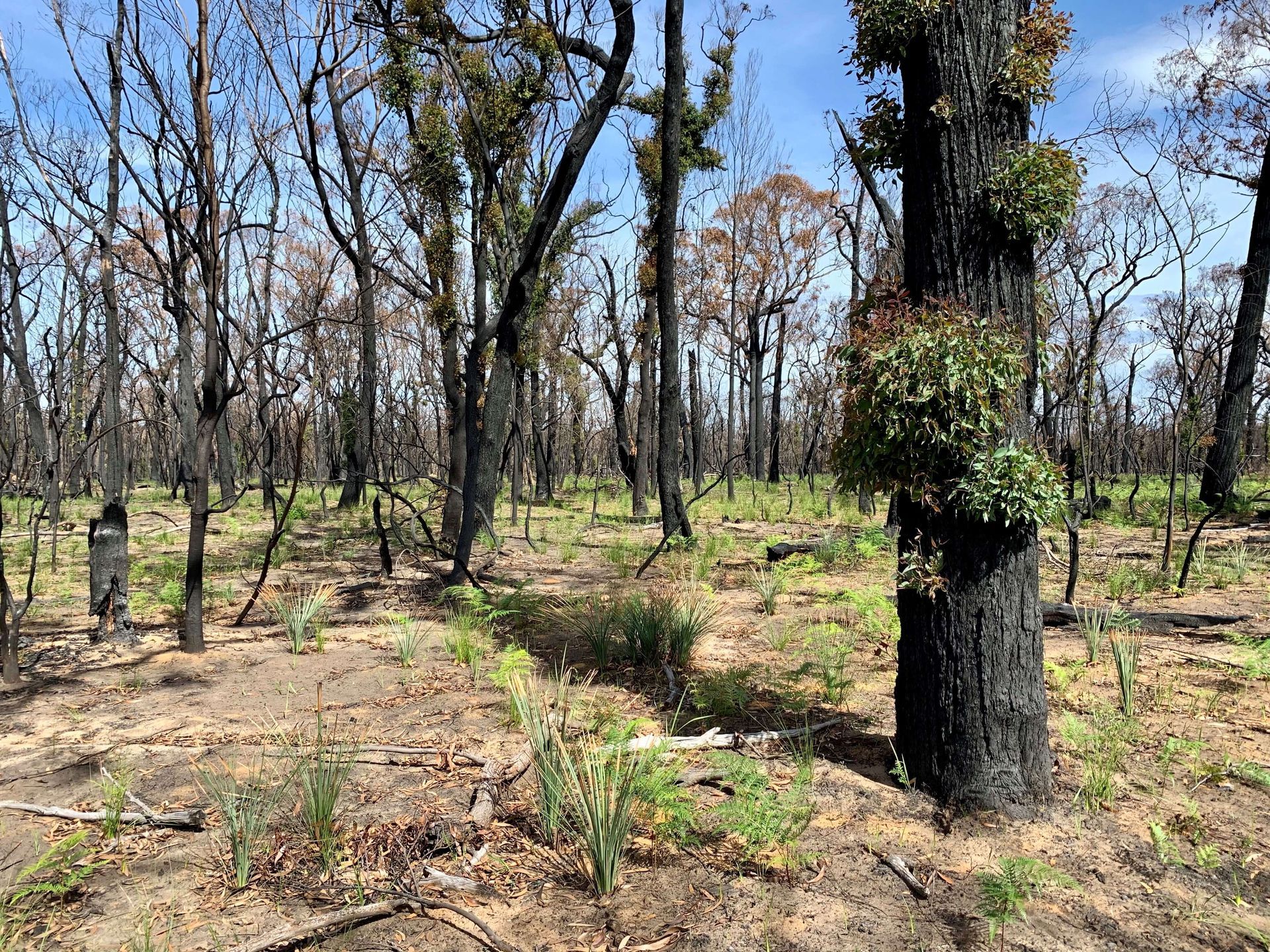 Epicormic Growth: Nature's Resilient Response