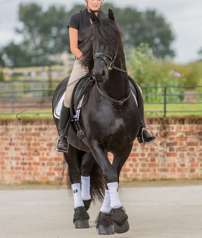 Friesian Federation | All things Friesian Horse in UK
