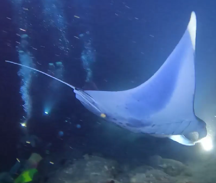 Home [firstcoastscubadiving.com]