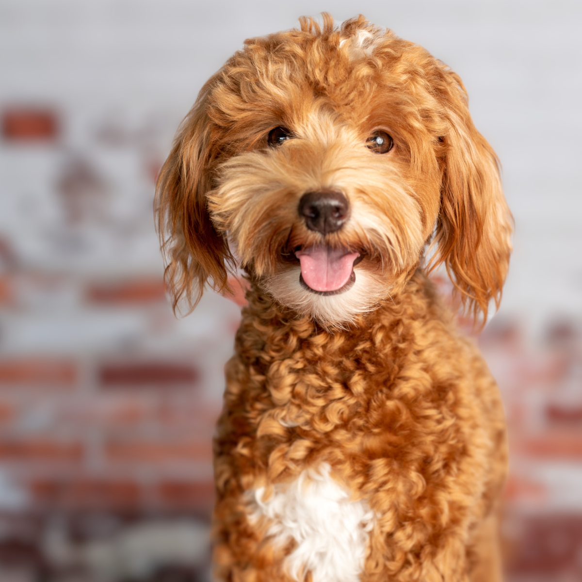 Dog Training Programs | Beacon Bay Dog Training