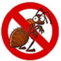 Pest Control in New Hampshire | Safe For Humans, Pets & The Environment ...