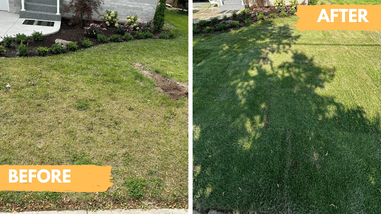 Sod Installation Hamilton & Burlington l Monarch Landscaping