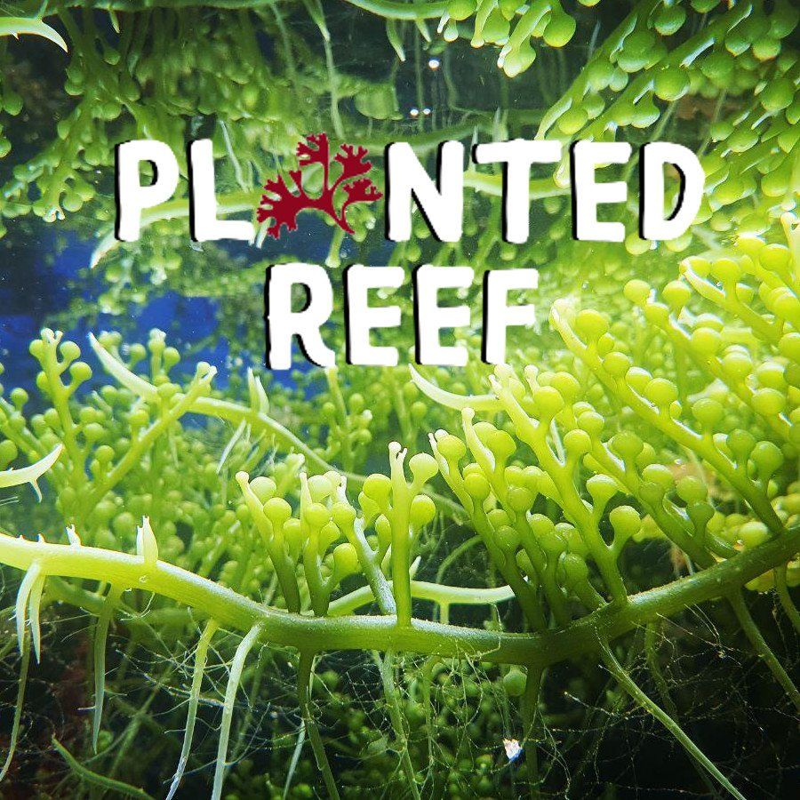 Buy Macroalgae in the UK-Macro Algae for refugium or display