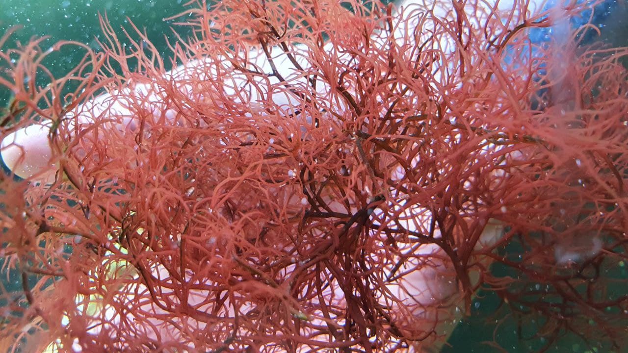Buy Macroalgae in the UK-Macro Algae for refugium or display