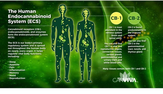 The scientific understanding of the endocannabinoid system (ECS).