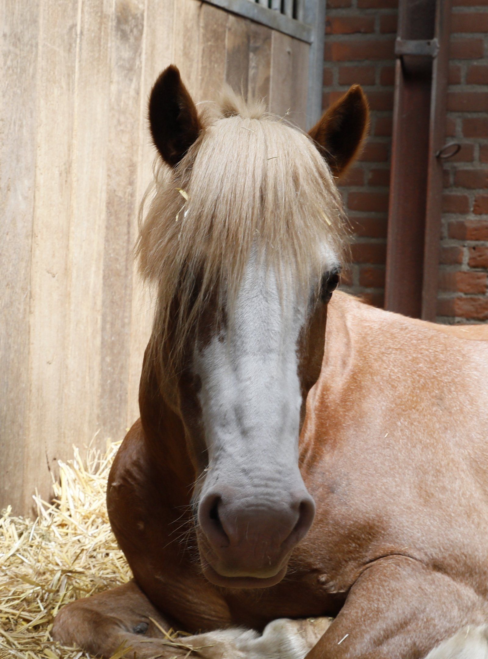 De manegepony's van ruitersportcentrum EEPM in Eindhoven