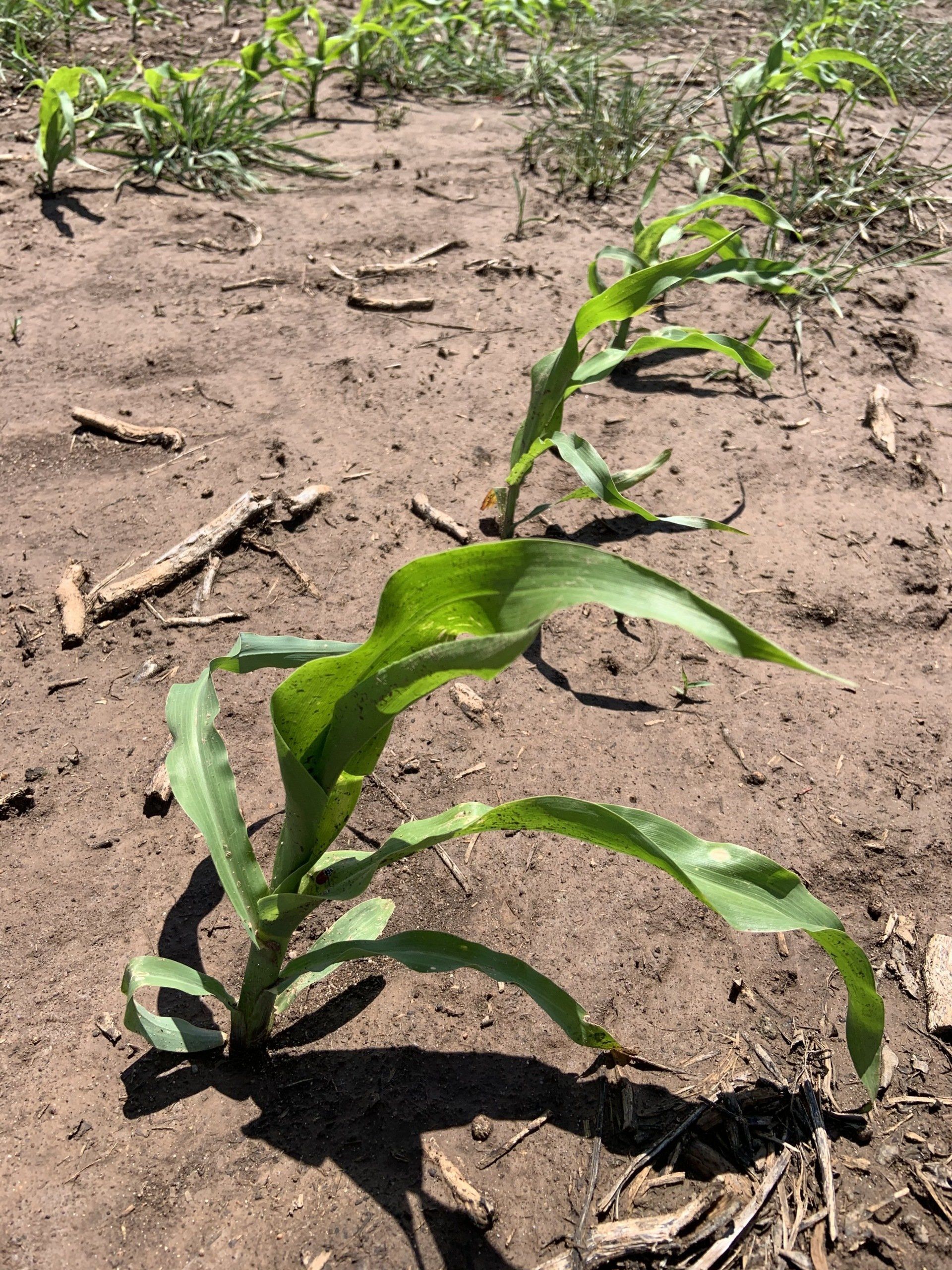 Ag Service Inc. | Fertilizer Blending | Hillsboro, KS