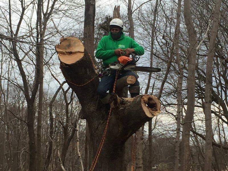 Tree Services in Stoughton MA | APlus Tree Services