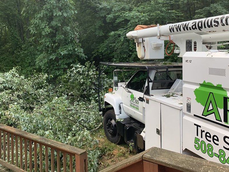 Tree Services in Stoughton MA | APlus Tree Services