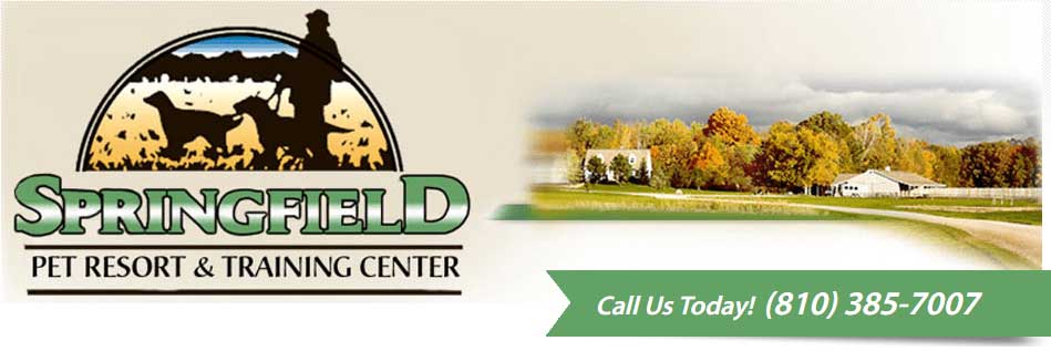 Home | Springfield Pet Resort - Clyde, Michigan